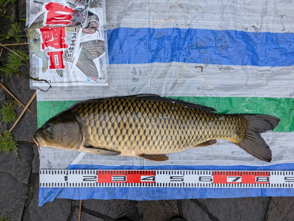 江戸川 | コイ釣り情報鯉釣り隊（マルキユー株式会社）
